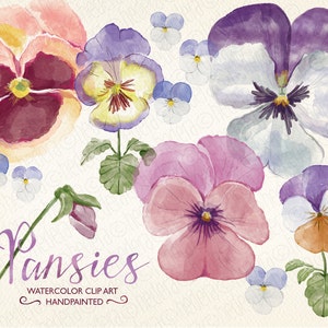 Watercolor Pansies, Pansy, Hand Painted Spring Flowers, Viola, Bouquet ...