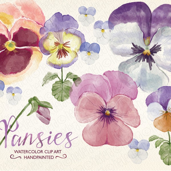 Pansy Watercolor - Etsy