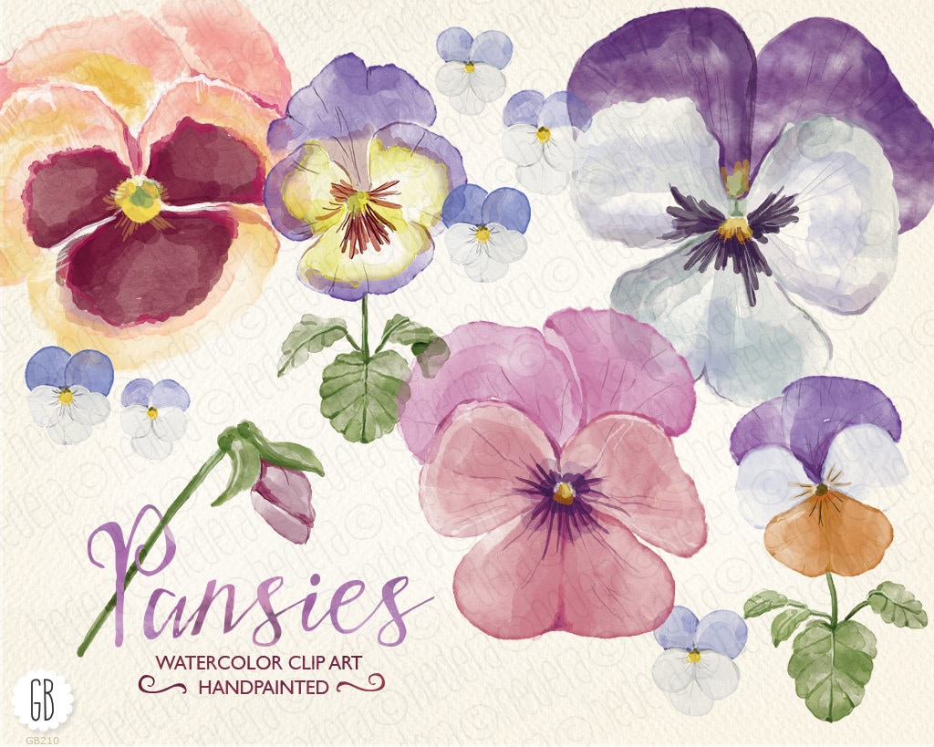 Watercolor Pansies, Pansy, Hand Painted Spring Flowers, Viola, Bouquet ...