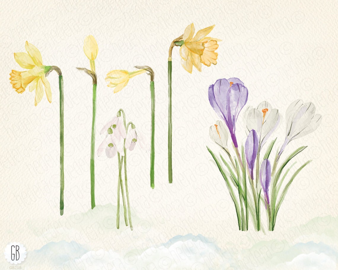 Watercolor Early Spring Flowers, Narcissus, Crocus, Snowdrops, Hand ...