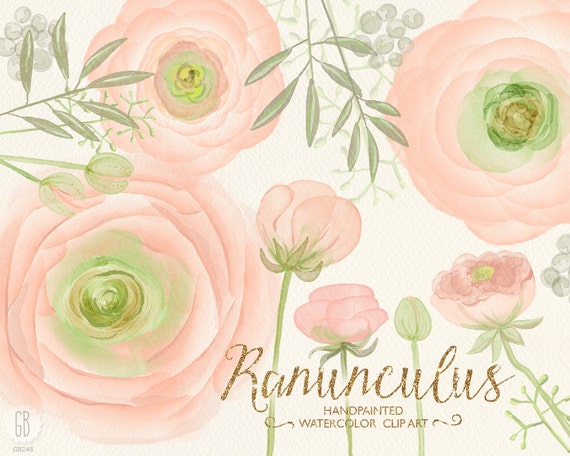 Watercolor Ranunculus Blush Pink Buttercups Hand Painted - Etsy