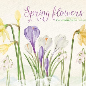 Watercolor Early Spring Flowers, Narcissus, Crocus, Snowdrops, Hand ...