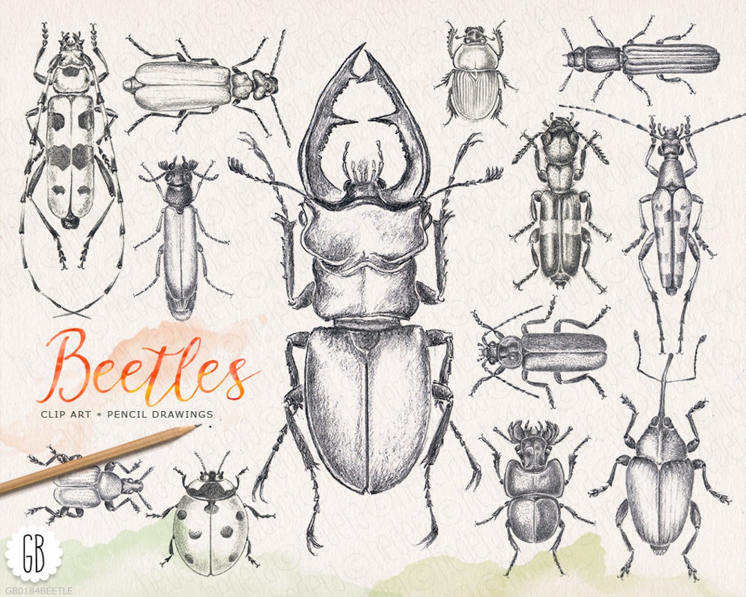 Beetles, Hand Drawn, Pencil, Vintage Inspired, Bug Drawings, Ladybird ...