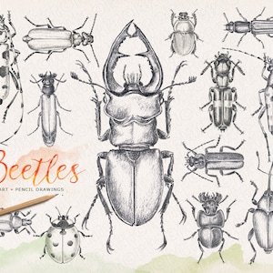 Beetles, Hand Drawn, Pencil, Vintage Inspired, Bug Drawings, Ladybird ...