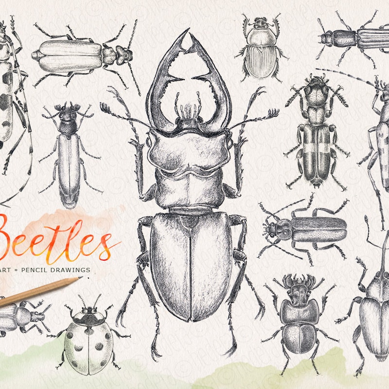 Vintage Lady Draw - Etsy