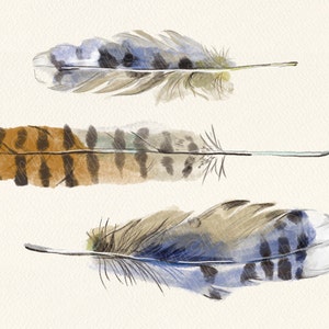 Watercolor Feathers, Hand Painted Feather, Png Clip Art, Watercolor ...