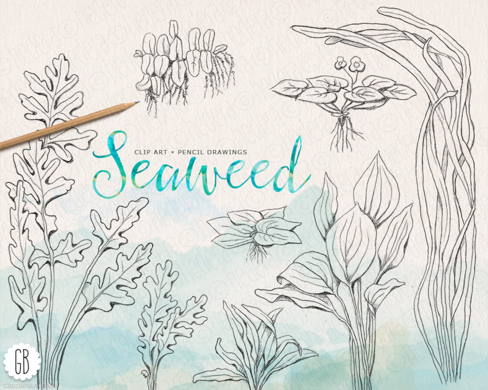 Seaweeds Seagrass Hand Drawn Pencil Vintage Inspired Sea - Etsy