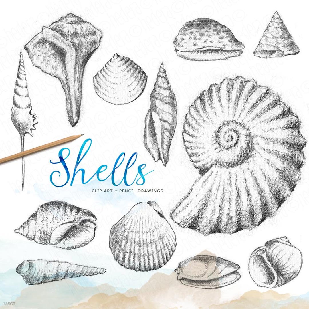 Shells, Hand Drawn, Pencil Shell, Vintage Inspired, Shell Drawing ...
