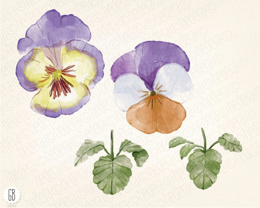Watercolor Pansies, Pansy, Hand Painted Spring Flowers, Viola, Bouquet ...
