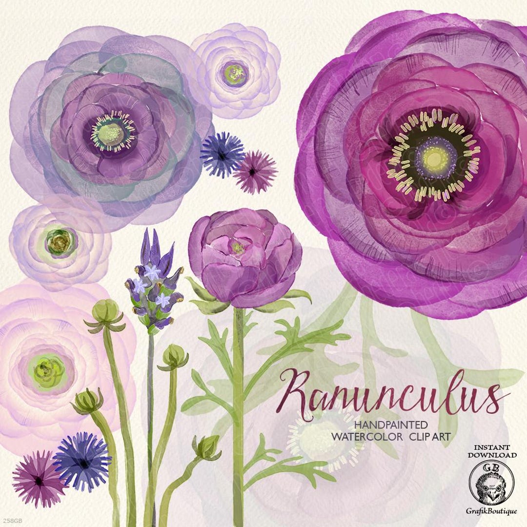 Ranunculus Flowers Watercolor Purple Lavender Colour Clip Art, Hand ...