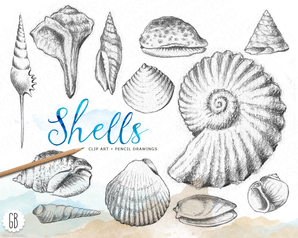 Beach Shell Pencil Drawing