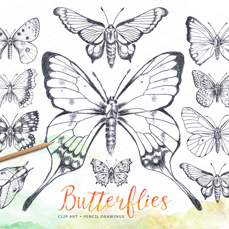 Side Butterfly Drawing - Etsy UK