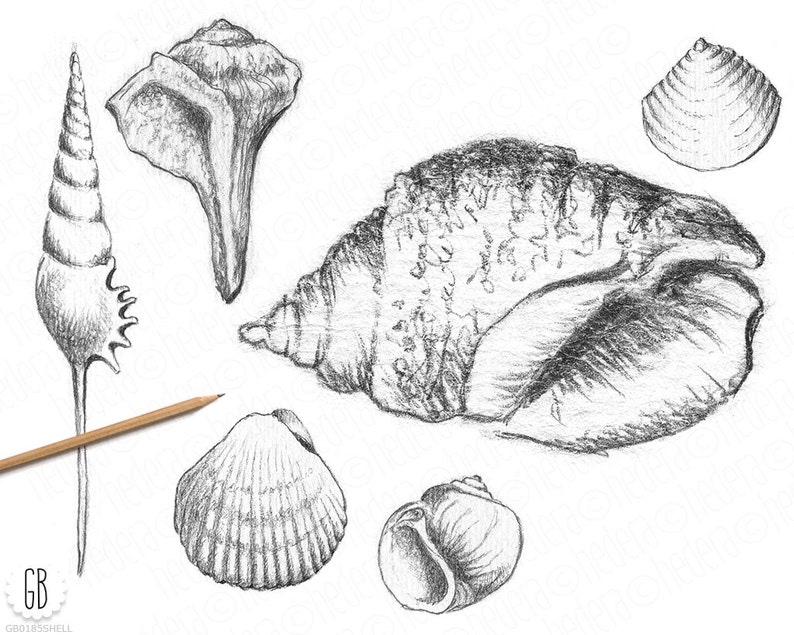 Shells Hand Drawn Pencil Shell Vintage Inspired Shell - Etsy UK