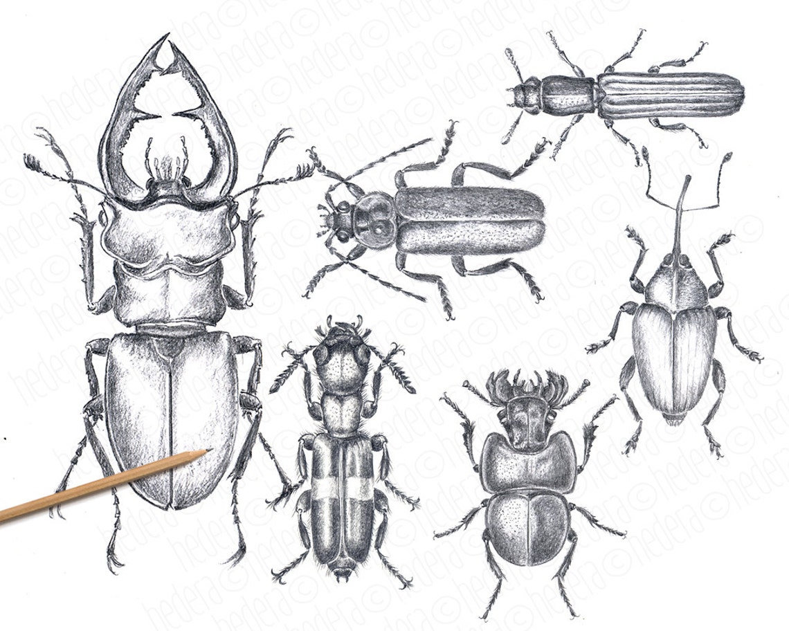 Beetles Hand Drawn Pencil Vintage Inspired Bug Drawings | Etsy