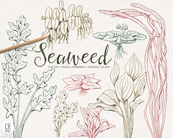 Seagrass Drawing