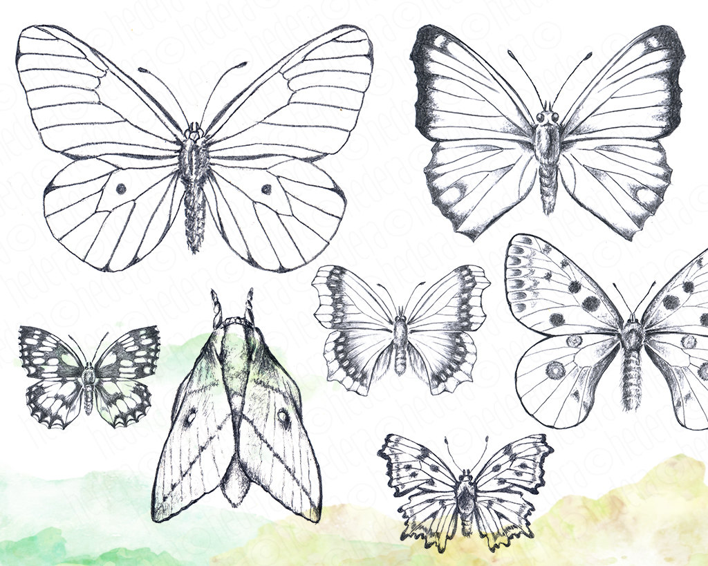 Butterfly Pencil Hand Drawn Vintage Inspired Butterflies - Etsy