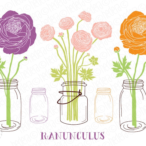 Ranunculus - Etsy