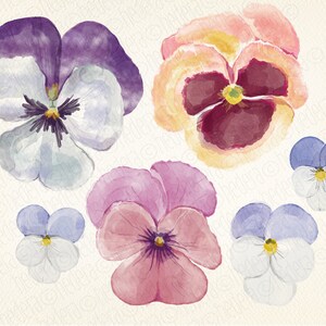 Watercolor Pansies, Pansy, Hand Painted Spring Flowers, Viola, Bouquet ...