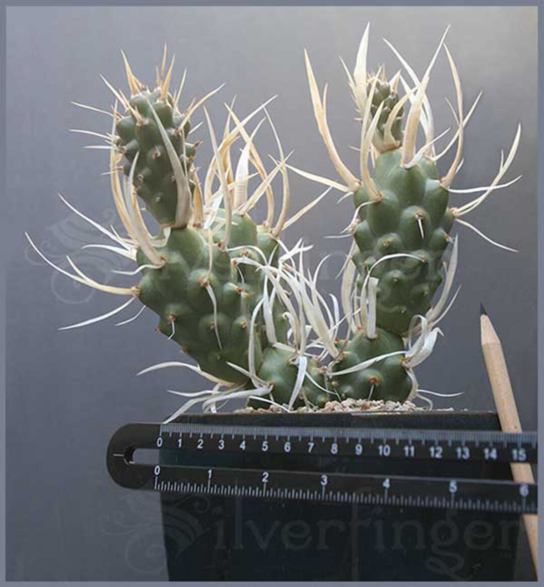 Paper Spine Cactus LIVE PLANT — Not Seeds — Tephrocactus Articulatus ...