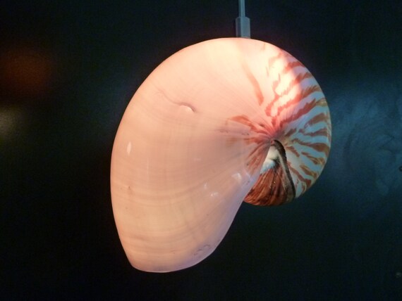 Items similar to Genuine Nautilus Shell Pendant Light - Coastal Living ...