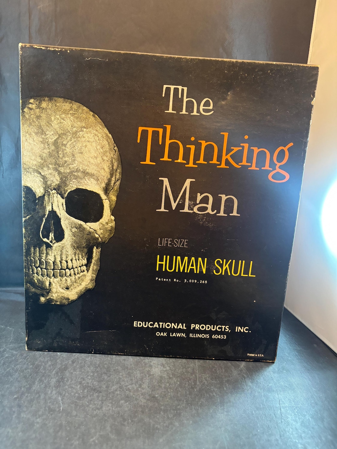 The Thinking Man Human Skull Model - Etsy