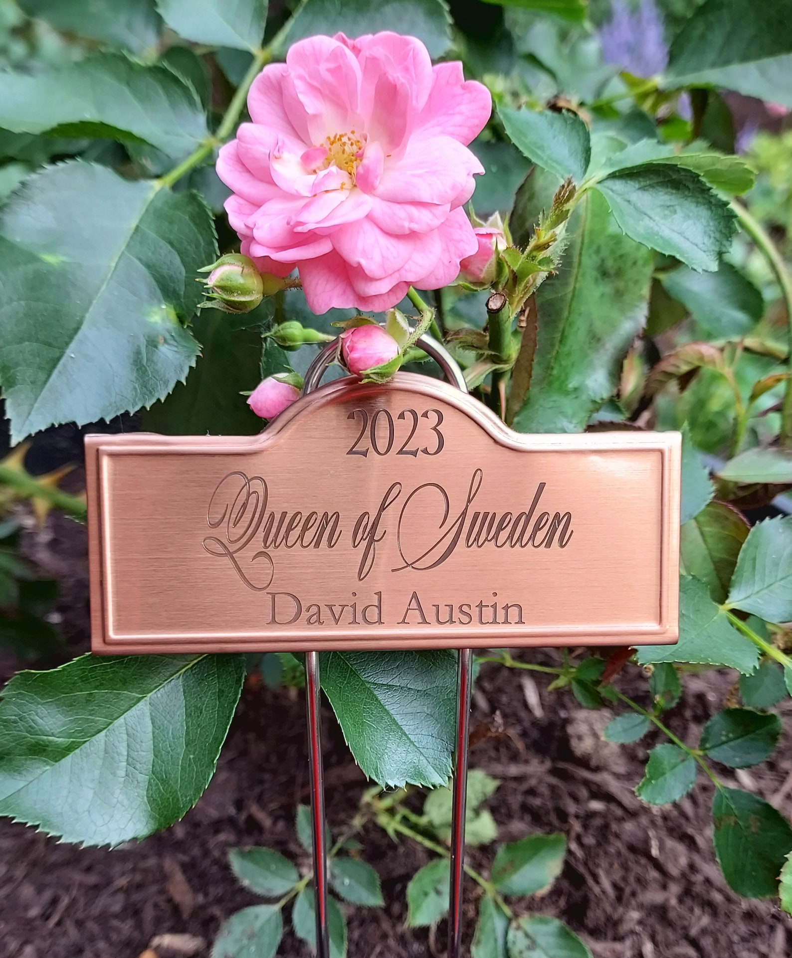 Custom Laser Engraved Copper Plant Rose Markers Stakes Garden ...