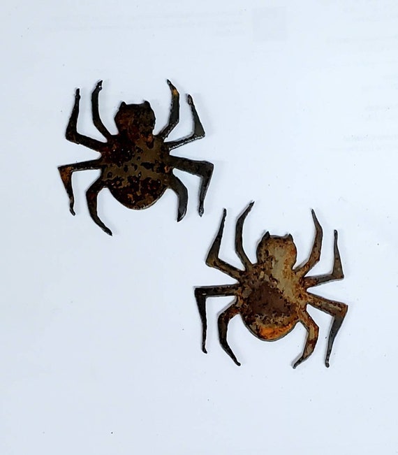 Angolan Witch Spider Size