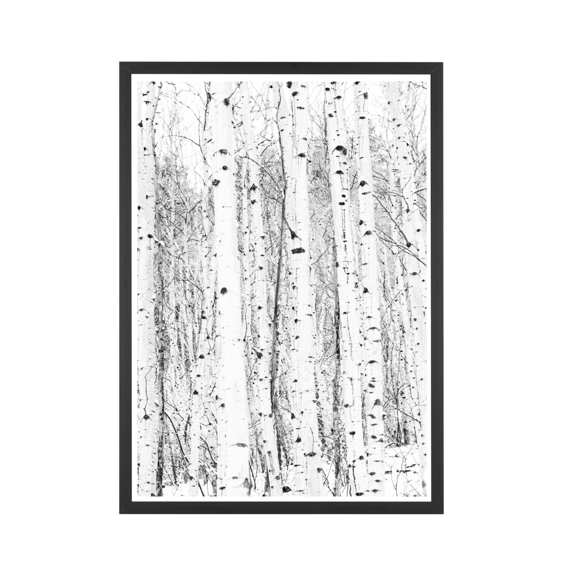 Black and White Photo Print, Aspen Tree Wall Art, Colorado Aspen Tree ...