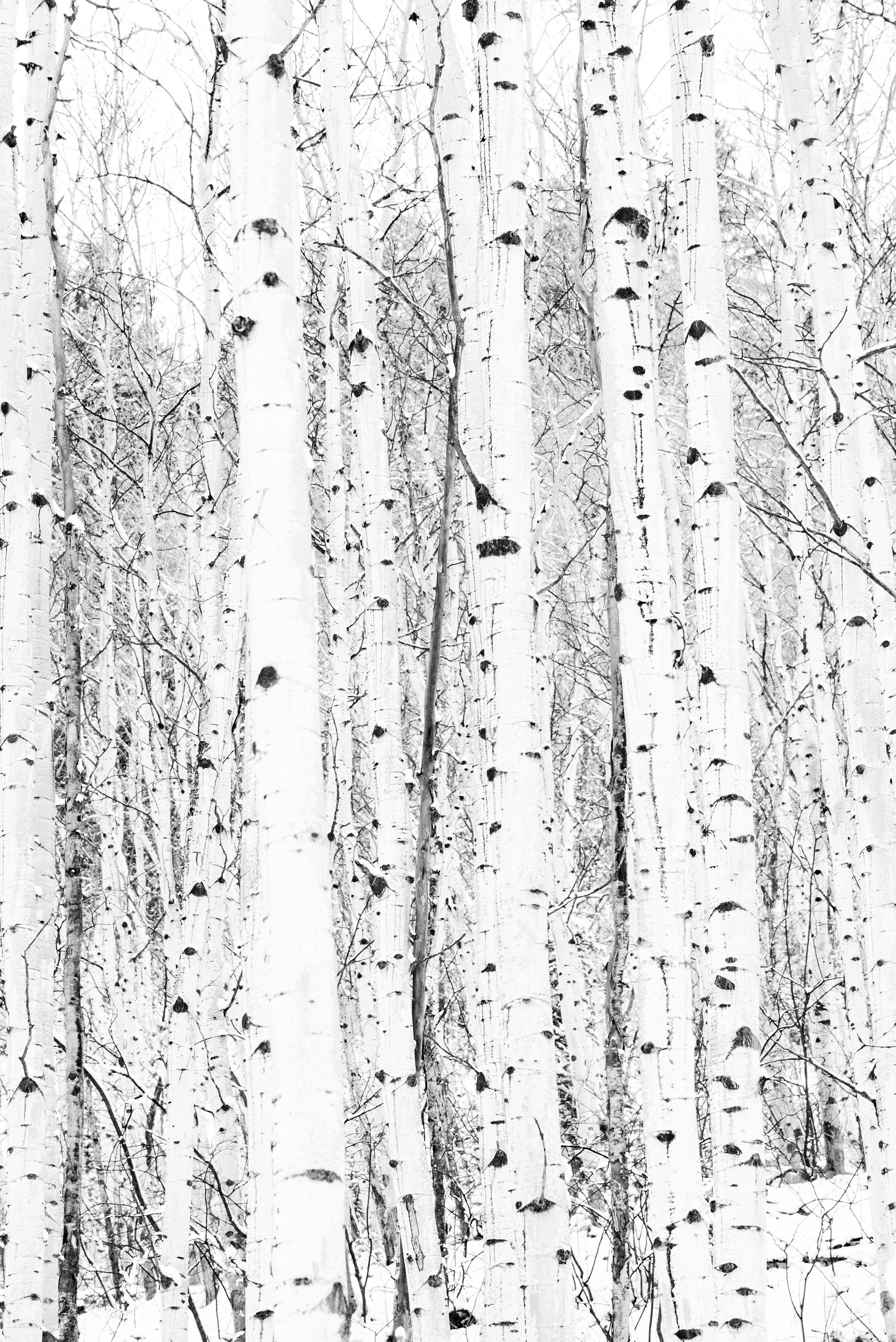 Black and White Photo Print, Aspen Tree Wall Art, Colorado Aspen Tree ...