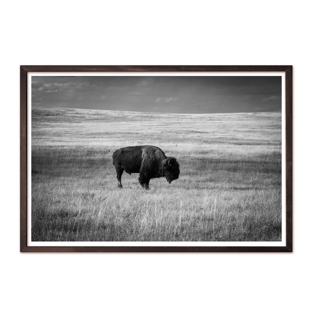 Bison Photograph, Buffalo Print, Black and White Photography Print ...