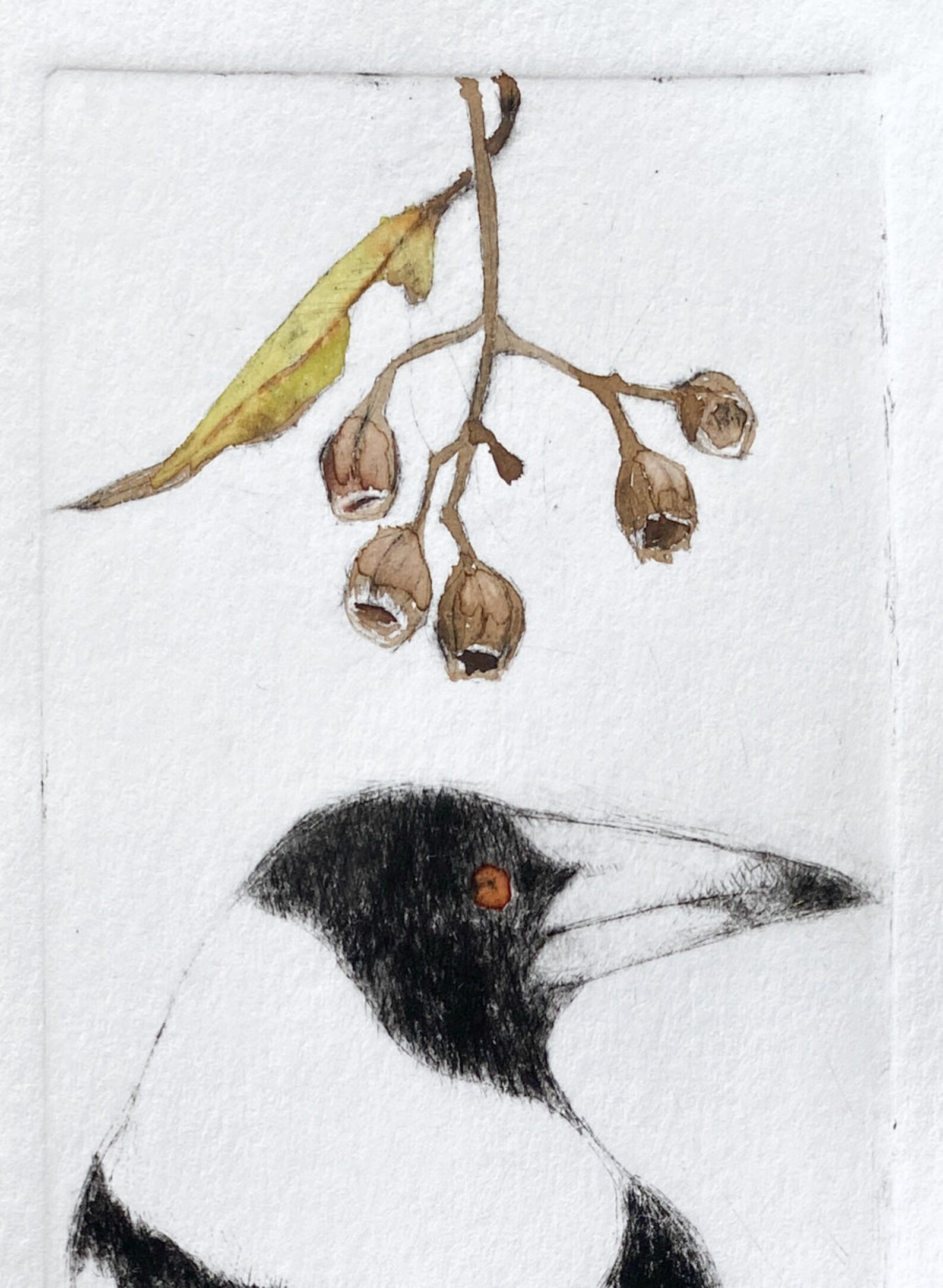 Intaglio Print, Australian Magpie Print, Botanical Art, Original Print ...