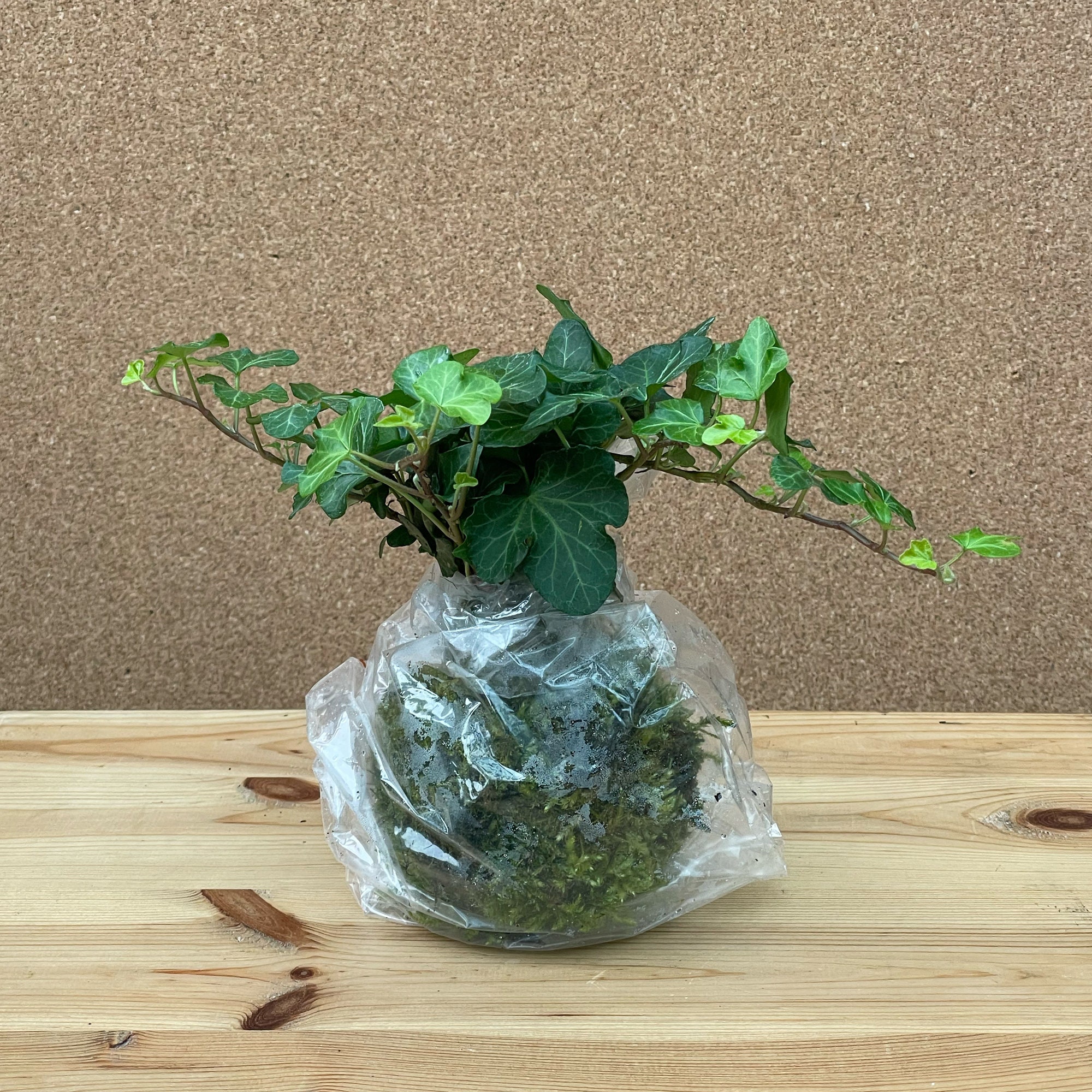 Ivy Moss Kokedama | Houseplant | Indoor Plant | Easy Care Indoor Plants ...