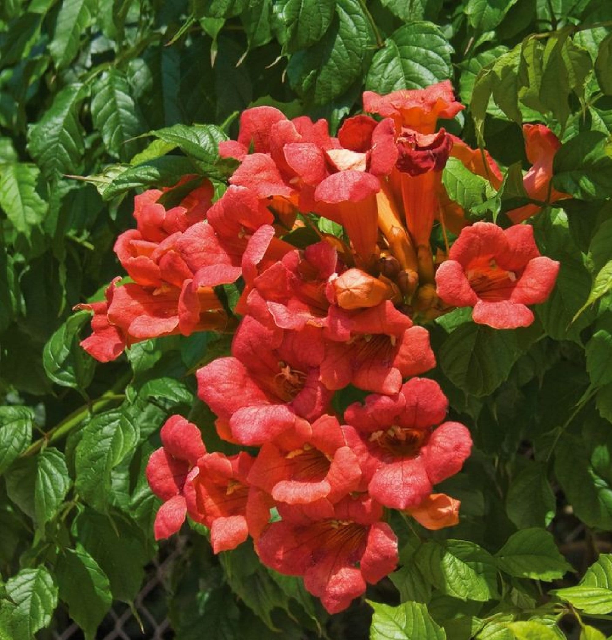 Hummingbird Vine (30 Seeds) - Etsy