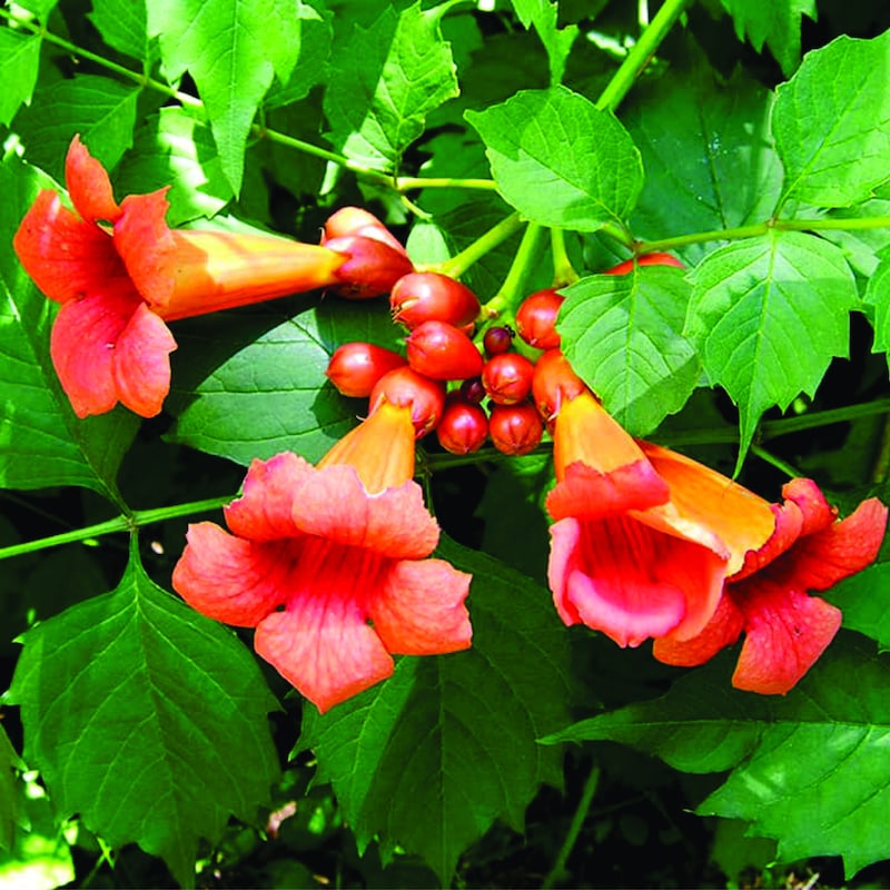 Hummingbird Bush - Etsy