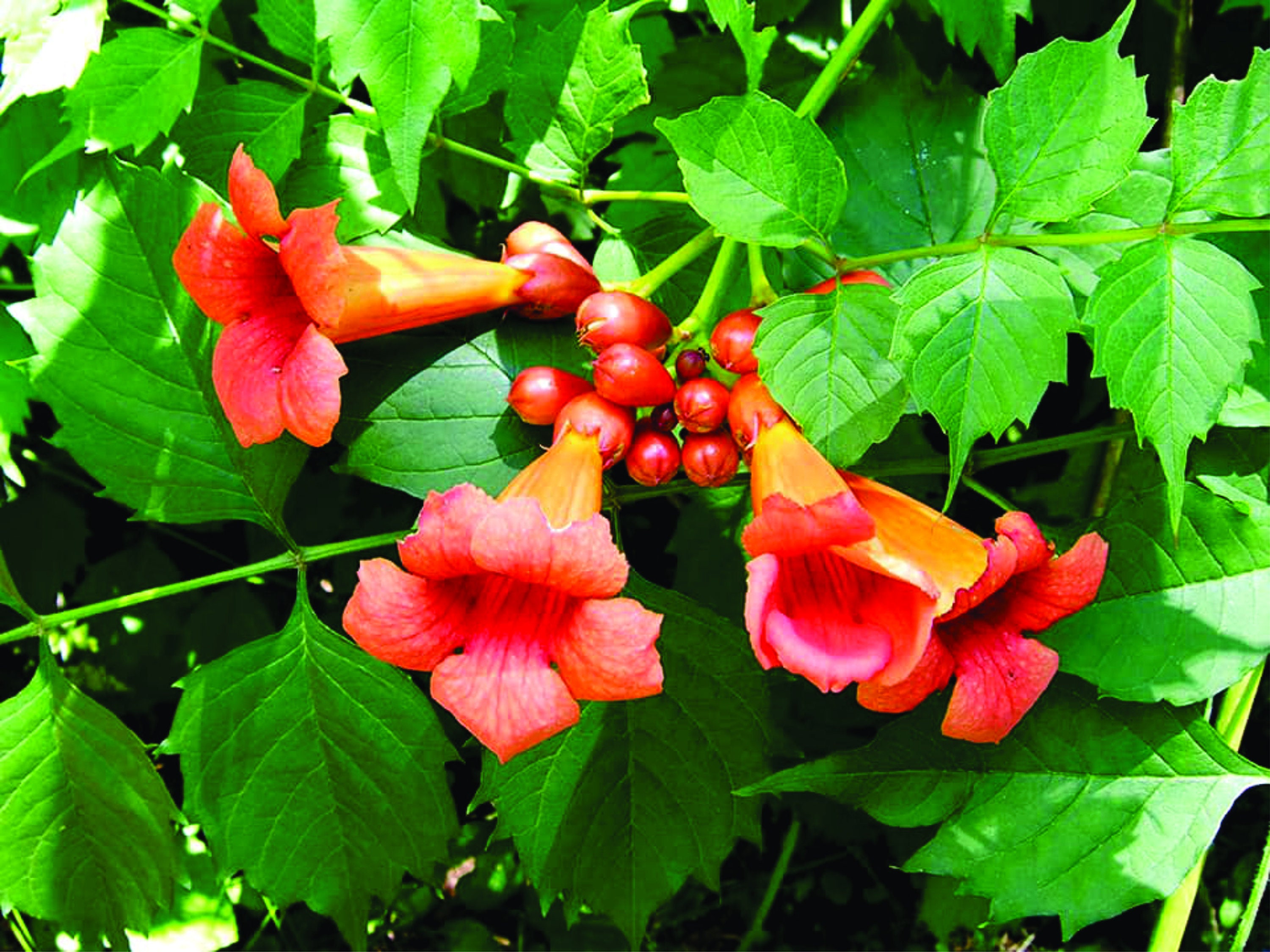 Hummingbird Vine Plants (3) - Etsy