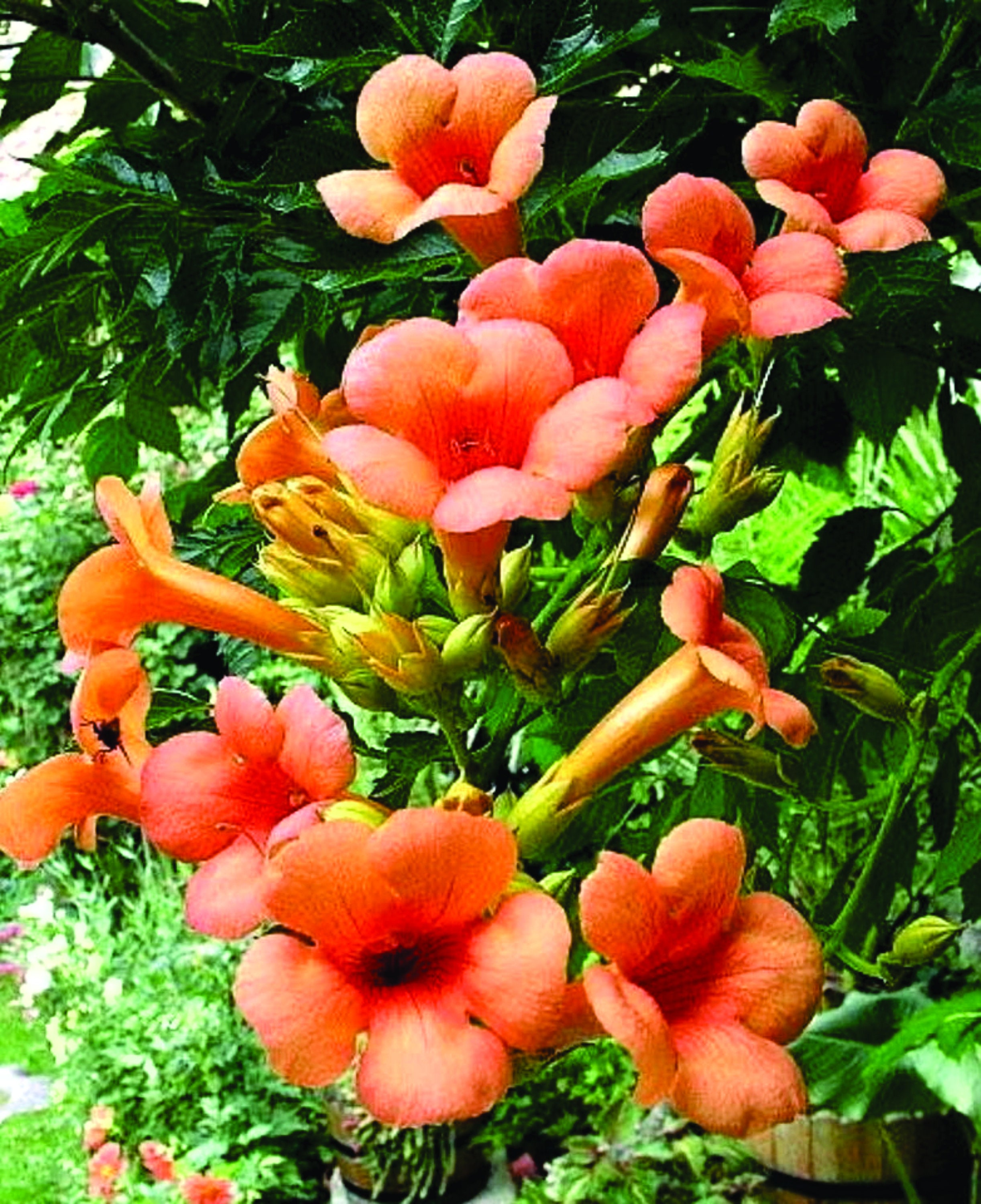 Hummingbird Vine Plants (3) - Etsy
