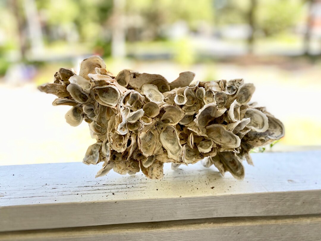 Oyster Shell Cluster - Seashell Decor - Decorative Accent - Etsy