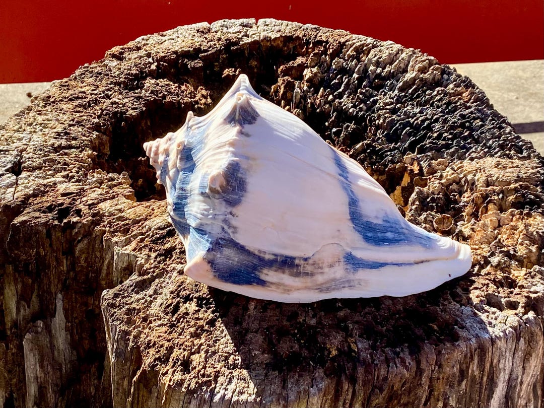 Large Knobbed Whelk Seashell Craft Seashell Grey Seashell Shell for ...