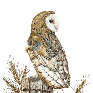 PRINT Barn Owl Hand Signed Giclée Print Cornish Artist Owl Art Wildlife ...