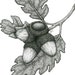 PRINT Cornish Black Bee B4 Project Native Bee Art Wildlife Nature ...