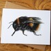 CARD • Buff-tailed Bumblebee • Native Bee Art • Wildlife • Nature ...