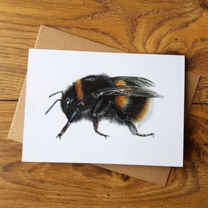CARD • Buff-tailed Bumblebee • Native Bee Art • Wildlife • Nature ...