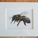 PRINT • Cornish Black Bee • B4 Project • Native Bee Art • Wildlife ...