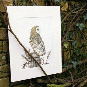 PRINT Barn Owl Hand Signed Giclée Print Cornish Artist Owl Art Wildlife ...
