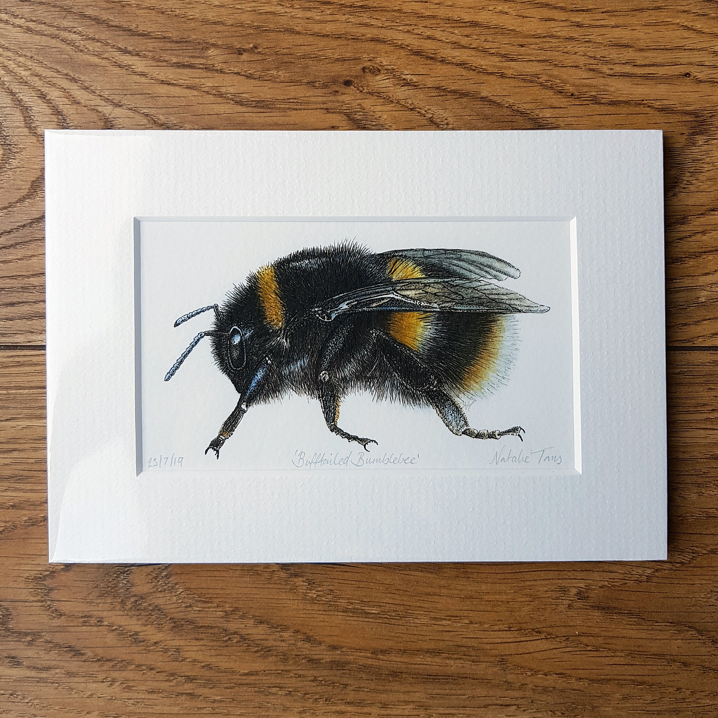 PRINT Buff-tailed Bumblebee Native Bee Art Wildlife - Etsy