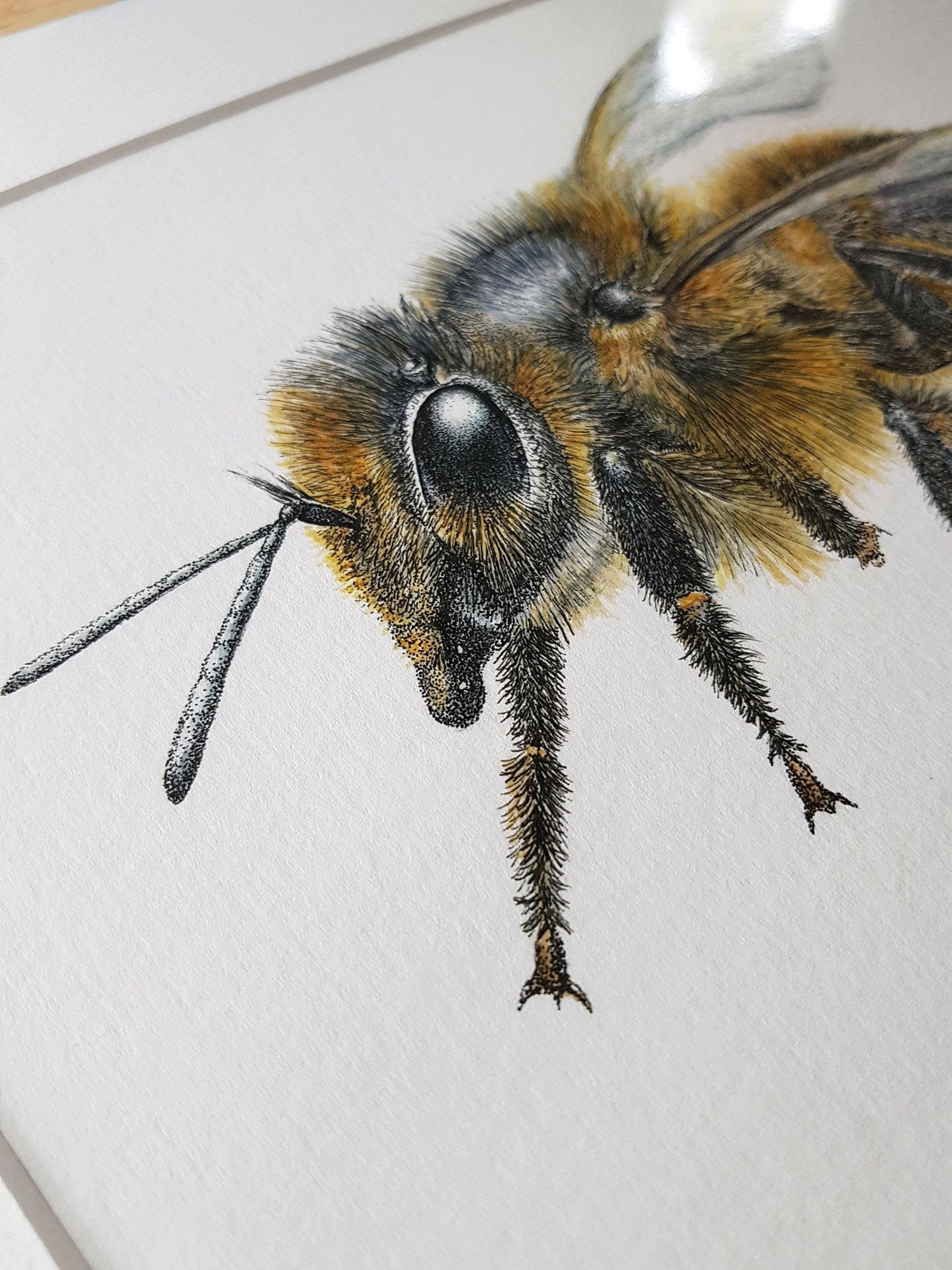 PRINT Cornish Black Bee B4 Project Native Bee Art - Etsy