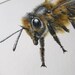 PRINT • Cornish Black Bee • B4 Project • Native Bee Art • Wildlife ...