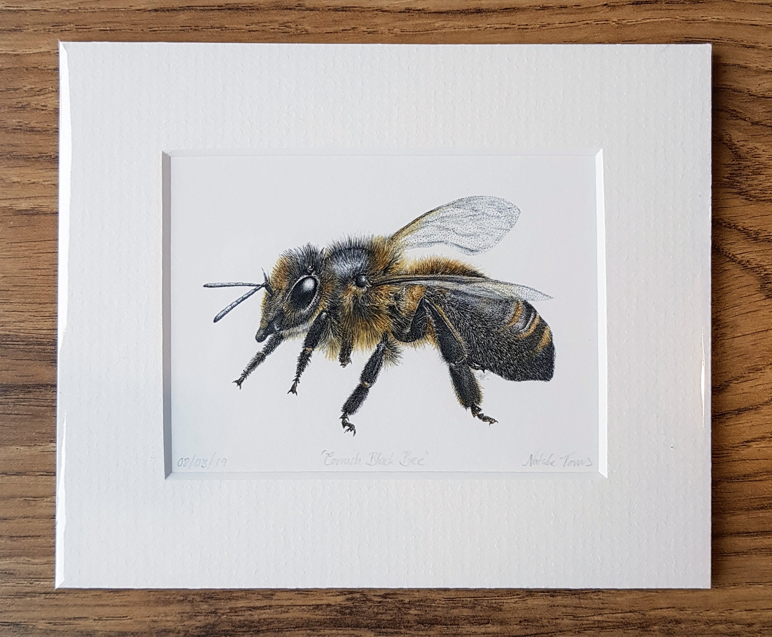 PRINT Cornish Black Bee B4 Project Native Bee Art - Etsy