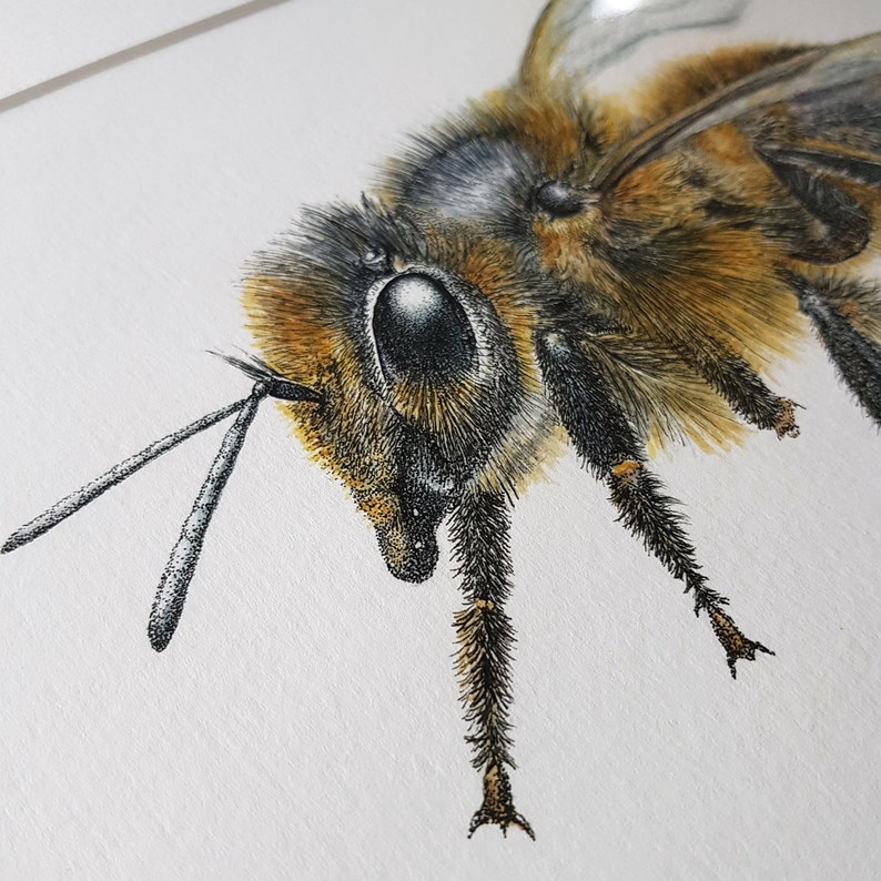 PRINT Cornish Black Bee B4 Project Native Bee Art - Etsy