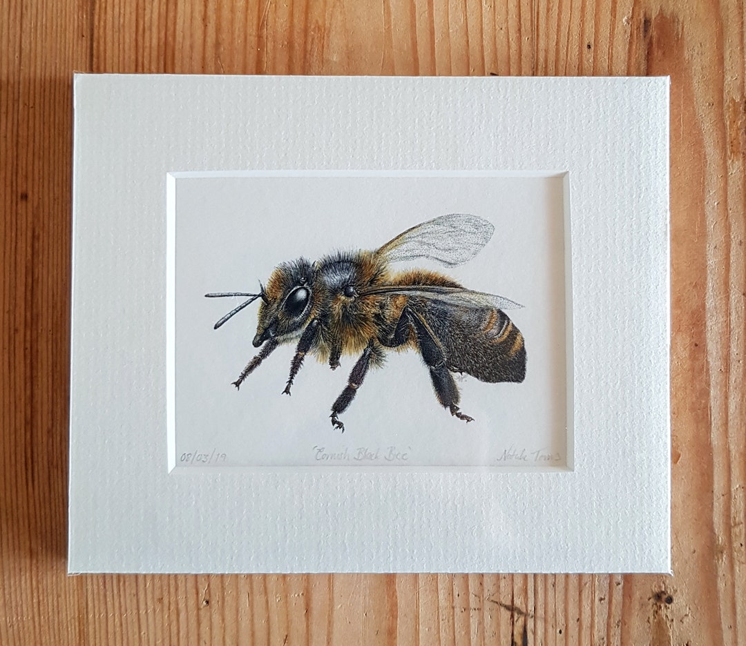 PRINT Cornish Black Bee B4 Project Native Bee Art Wildlife Nature ...